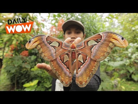 Productions – Comberry