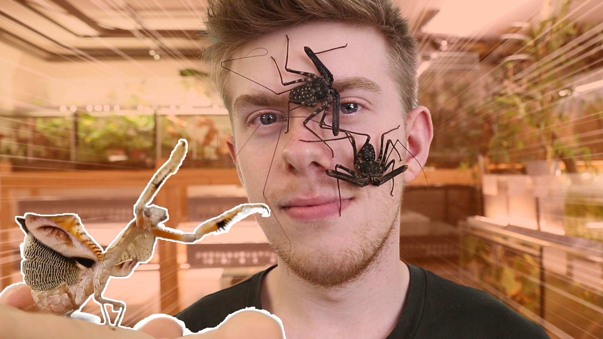 Productions – Comberry